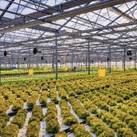 China Large Steel Structure Drip Irrigation Glass Greenhouse for Flowers and Vegetables for sale
