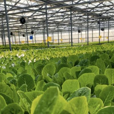 China Double Layer Affordable Glass Greenhouse US 20/Square Meter Hydroponic Flower System for sale