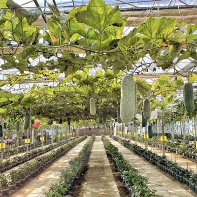 China Steel Structure Glass Greenhouse for Flower Strong and Sturdy Construction for sale