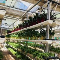 China High Light Transmission Glass Greenhouse for Flowers Package Gross Weight 100.000kg for sale