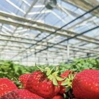 China Double Layer Glass Greenhouse Hydroponics System for Flower Cultivation 30 Day Refund for sale