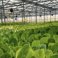 China Double Layer Glass Greenhouse Hydroponics System for Flower Cultivation 30 Day Refund for sale