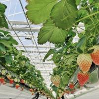 China Multi-System Glass Greenhouse for Flowers Customization Made to Your Specifications for sale