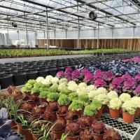 China Glass Roof Greenhouse for Flower Growing Initial Payment and Affordable Shipping Cost for sale
