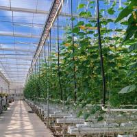 China Reasonably Priced Glass Greenhouse for Vegetable Farming and Affordability Guaranteed for sale