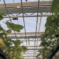 China Reasonably Priced Glass Greenhouse for Vegetable Farming and Affordability Guaranteed for sale