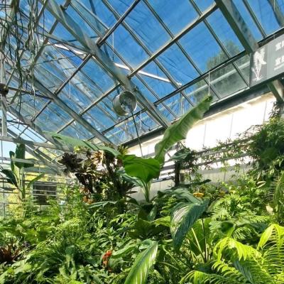 China 80.000kg Package Gross Weight Drip Irrigation Glass Greenhouse with Vegetables for sale