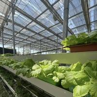 China 80.000kg Package Gross Weight Drip Irrigation Glass Greenhouse with Vegetables for sale