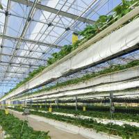 China 80.000kg Package Gross Weight Drip Irrigation Glass Greenhouse with Vegetables for sale