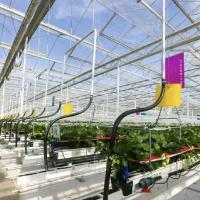 China Large Shading Screen Glass Greenhouse Hydroponic System for Optimal Crop Cultivation for sale