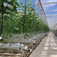 China Type Roof Glass Commercial Greenhouse Hydroponic Setup for Year-Round Availability for sale