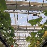 China Glass Greenhouse Hydroponic Vegetable Setup Shipping Cost and Estimated Delivery Time for sale