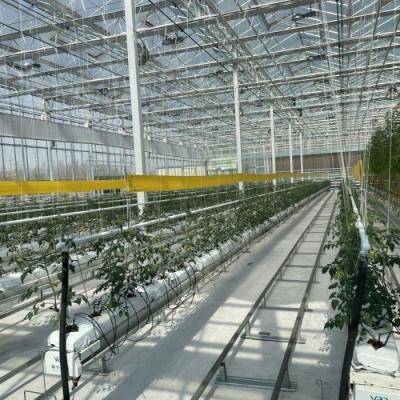 China High Light Transmission Glass Greenhouse for Vegetables Return refunds Up to 30 days for sale