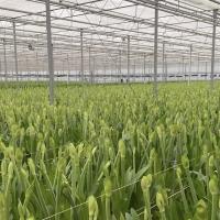China High Light Transmission Glass Greenhouse for Vegetables Return refunds Up to 30 days for sale