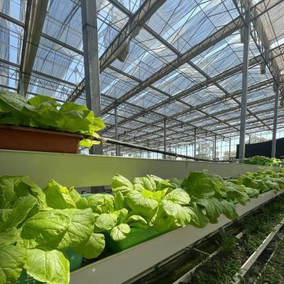 China Glass Covered Hydroponic Vegetables Greenhouse with Shading Screen and Steel Structure for sale