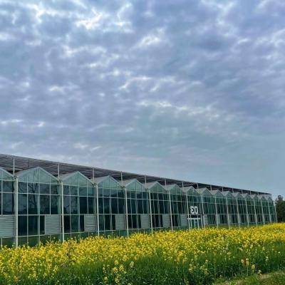 China Sleek Glass Greenhouse with Hydroponic Vegetable Setup Enhance Your Farming Efficiency for sale