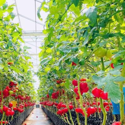 China Steel Structure Glass Greenhouse for Vegetable Growth Large and Multi-Functional for sale