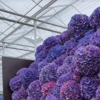 China Chinese Origin Glass Greenhouse with Hydroponic Vegetables Package Gross Weight 80.000kg for sale