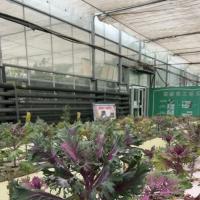 China Reasonably Priced Glass Greenhouse Hydroponic System for Maximum Space Utilization for sale