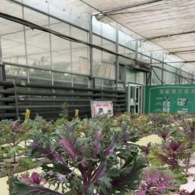 China Reasonably Priced Glass Greenhouse Hydroponic System for Maximum Space Utilization for sale
