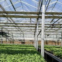 China Reasonably Priced Glass Greenhouse Hydroponic System for Maximum Space Utilization for sale