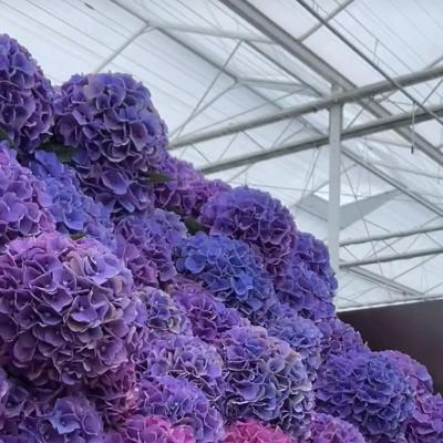 China 80.000kg Gross Weight Double Layer Glass Greenhouse Hydroponic for Growing Vegetables for sale