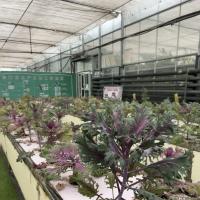 China Roofing Shape a Type Roof Hydroponic Glass Greenhouse for Large Vegetable Farming for sale