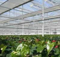 China Hydroponics Glass Greenhouse with Shading Screen System Package Gross Weight 80.000kg for sale