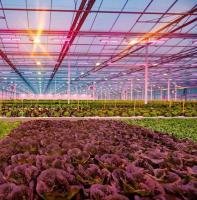 China US Float Single Span Greenhouse for Vegetables/Fruits/Flowers and Return refunds for sale