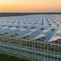 China Commercial Greenhouse JX-h0075 Hydroponic Growing System for Vegetable Production for sale
