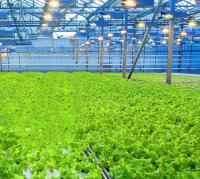 China Commercial Greenhouse JX-h0075 Hydroponic Growing System for Vegetable Production for sale