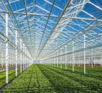 China Steel Structure Venlo Hydroponics Growing System for Hydroponic Vegetable Cultivation for sale