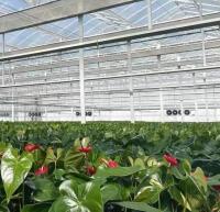 China Steel Structure Venlo Hydroponics Growing System for Hydroponic Vegetable Cultivation for sale