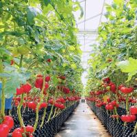 China Innovative Design and Innovative Hydroponic Glass Greenhouse for Growing Vegetables for sale