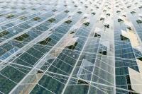 China 80.000kg Package Gross Weight Glass Greenhouse with Hydroponics and Shipping Cost for sale