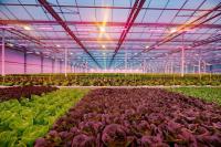 China 80.000kg Package Gross Weight Glass Greenhouse with Hydroponics and Shipping Cost for sale