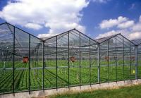 China 80.000kg Package Gross Weight Glass Greenhouse with Hydroponics and Shipping Cost for sale