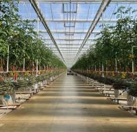 China Double Layer Vegetable Planting Greenhouse with Drip Irrigation and Steel Structure for sale