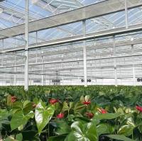 China Double Layer Vegetable Planting Greenhouse with Drip Irrigation and Steel Structure for sale