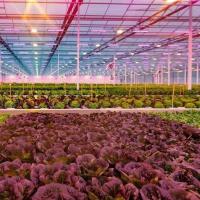 China Type Roof Hydroponics Growing System Suitable for Your Customer's Requirements for sale