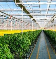 China Roofing Shape Multi Span Type Glass Greenhouse With Hydroponics for sale