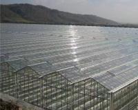 China Good Light Transmission Glass Cover Venlo Greenhouse with Customization Option for sale