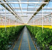 China Good Light Transmission Glass Cover Venlo Greenhouse with Customization Option for sale