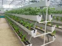 China Seeding/Vegetables/Fruit/Flower Controlled Environment Hydroponic Seedling Greenhouse for sale