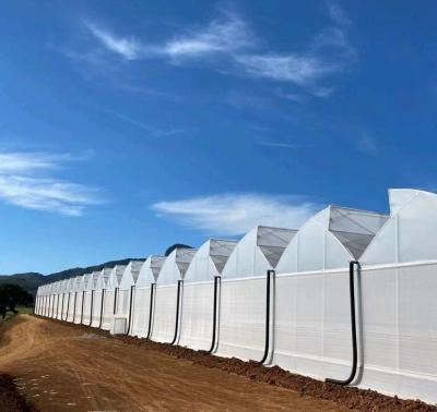 China Venlo-Style Roof Double Layer Plastic Film Hydroponic Seedling System for Agriculture for sale