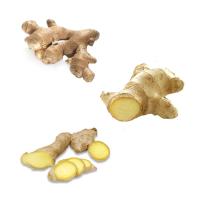 China Crop Air Dry Ginger for 150G Up Variety Young Ginger for sale