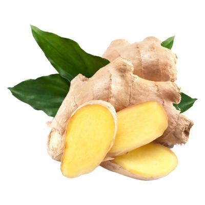 China 10kg Bag of Daily Fresh Ginger 's Supply for Vegetables Instruction for sale
