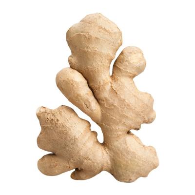 China Variety Young Ginger from Shandong Fresh Elephant Ginger for Chinese 2023 Ginger for sale