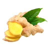 China Variety Young Ginger from Shandong Fresh Elephant Ginger for Chinese 2023 Ginger for sale