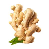 China Variety Young Ginger from Shandong Fresh Elephant Ginger for Chinese 2023 Ginger for sale